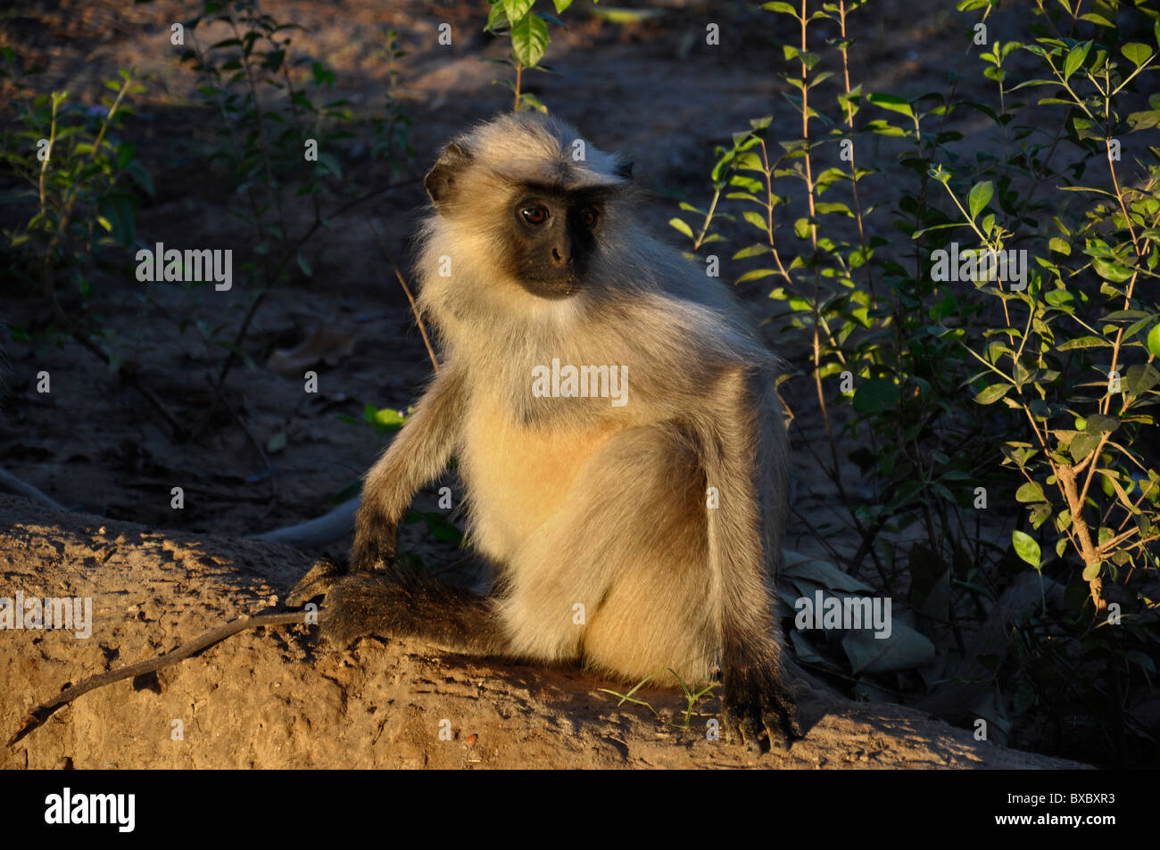 Indian monkey hi-res stock photography and images - Alamy