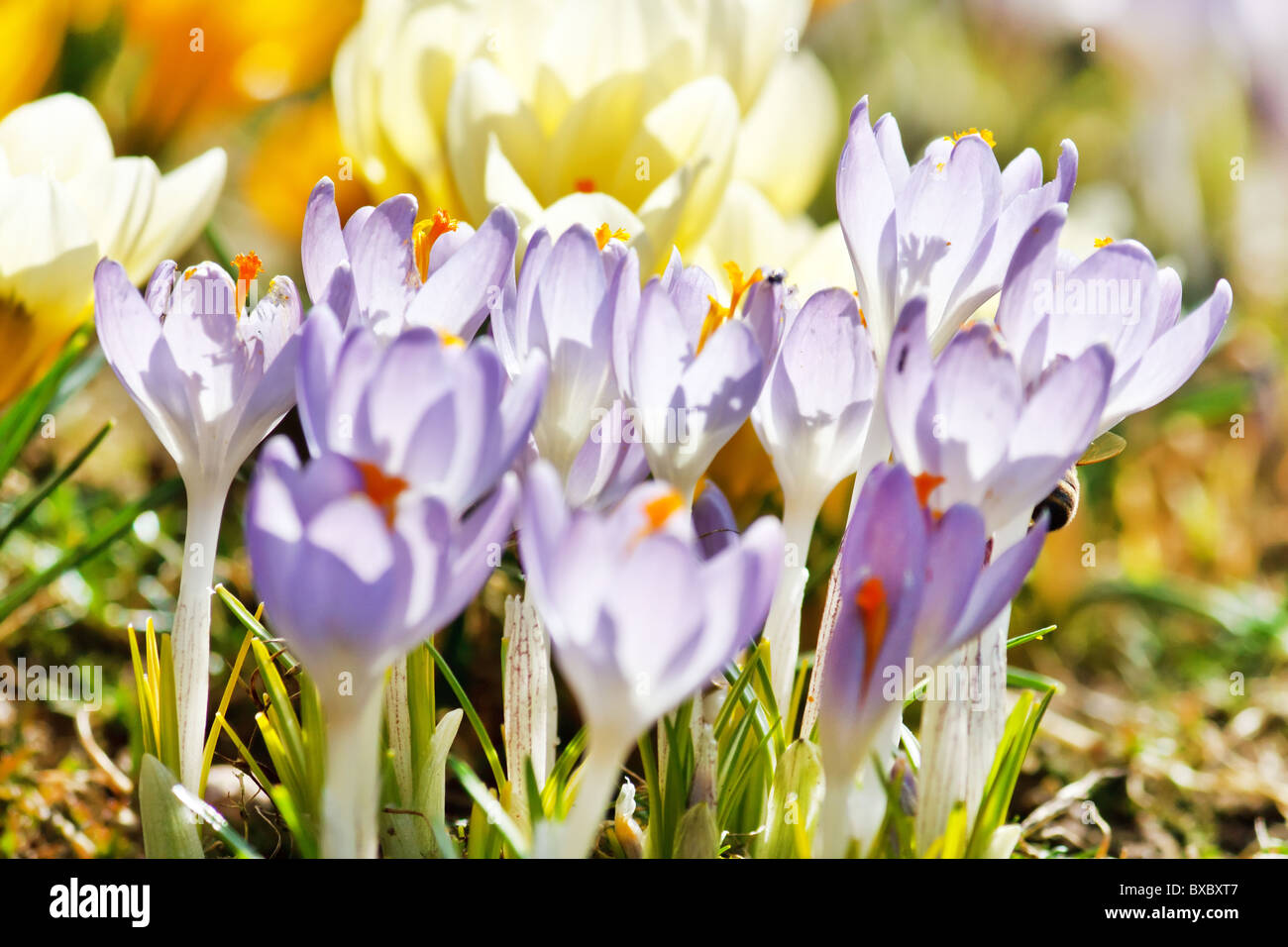 Beautiful Spring Flowers Stock Photo - Alamy