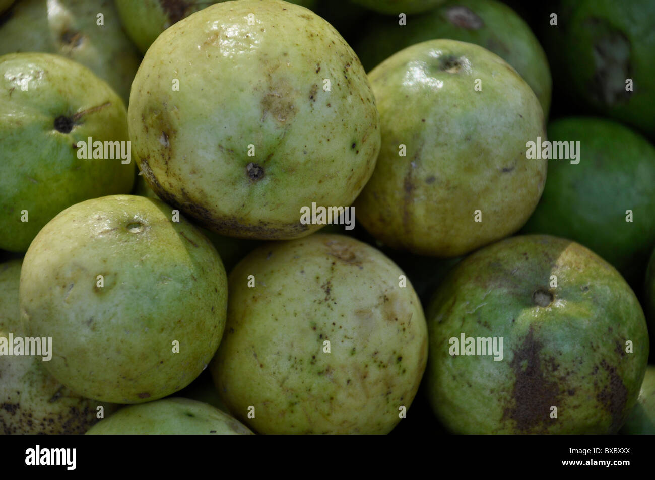 Guavas hi-res stock photography and images - Alamy