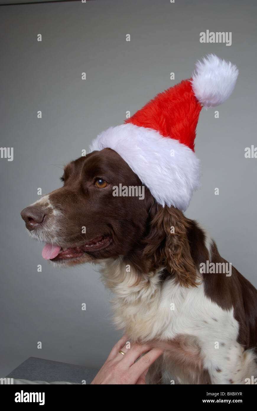 English springer spaniel wearing a santa hat Stock Photo - Alamy