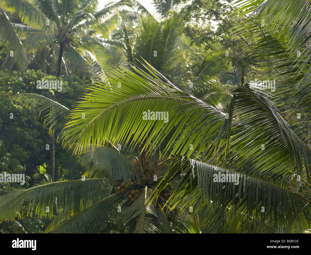 Como Shambhala And Bali High Resolution Stock Photography and Images ...