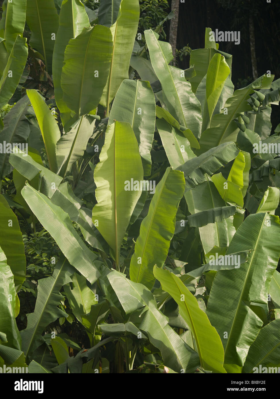 Vegetation bali hi-res stock photography and images - Alamy