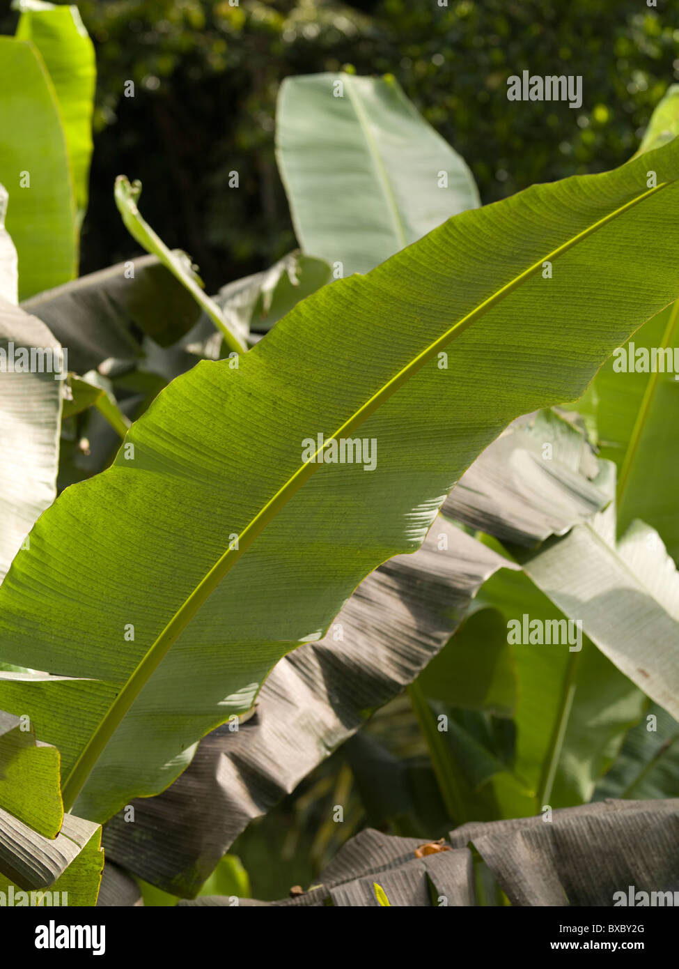 Como Shambhala And Bali High Resolution Stock Photography and Images ...