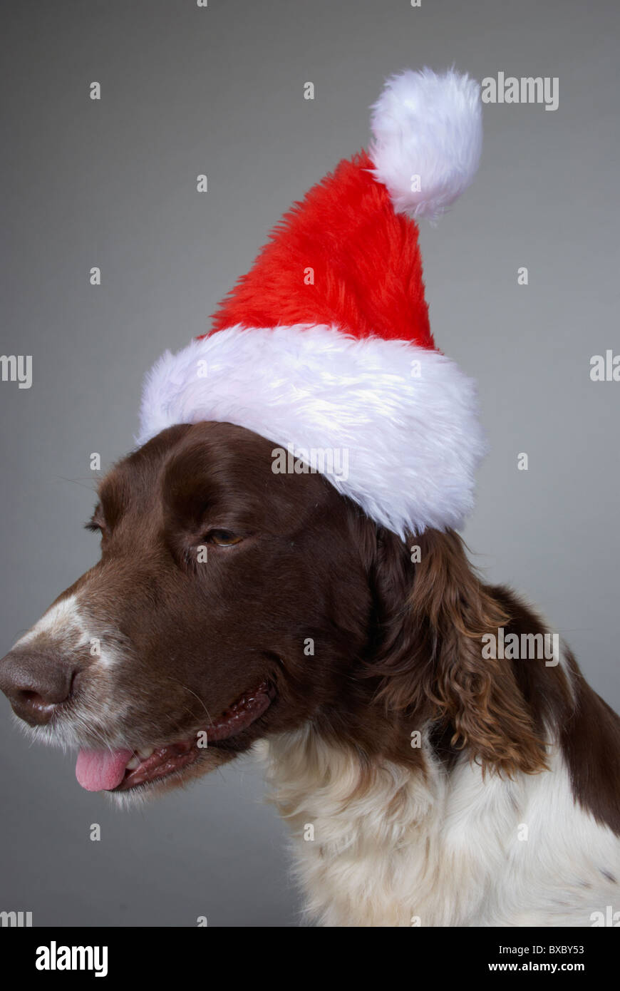 English springer spaniel wearing a santa hat Stock Photo - Alamy