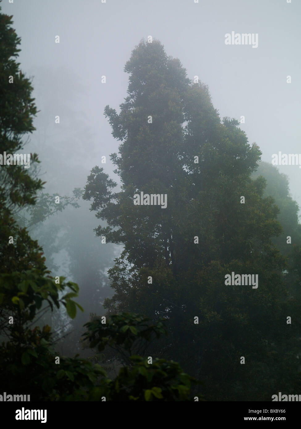 Mist and treetops in Bali Stock Photo - Alamy