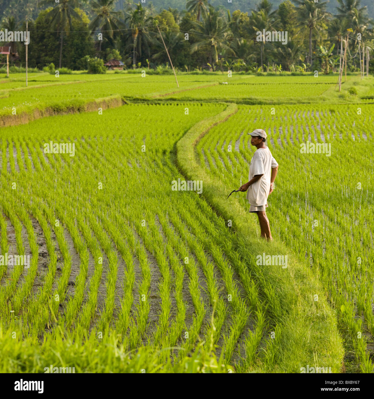Farmer working in the rice fields in Bali Stock Photo - Alamy
