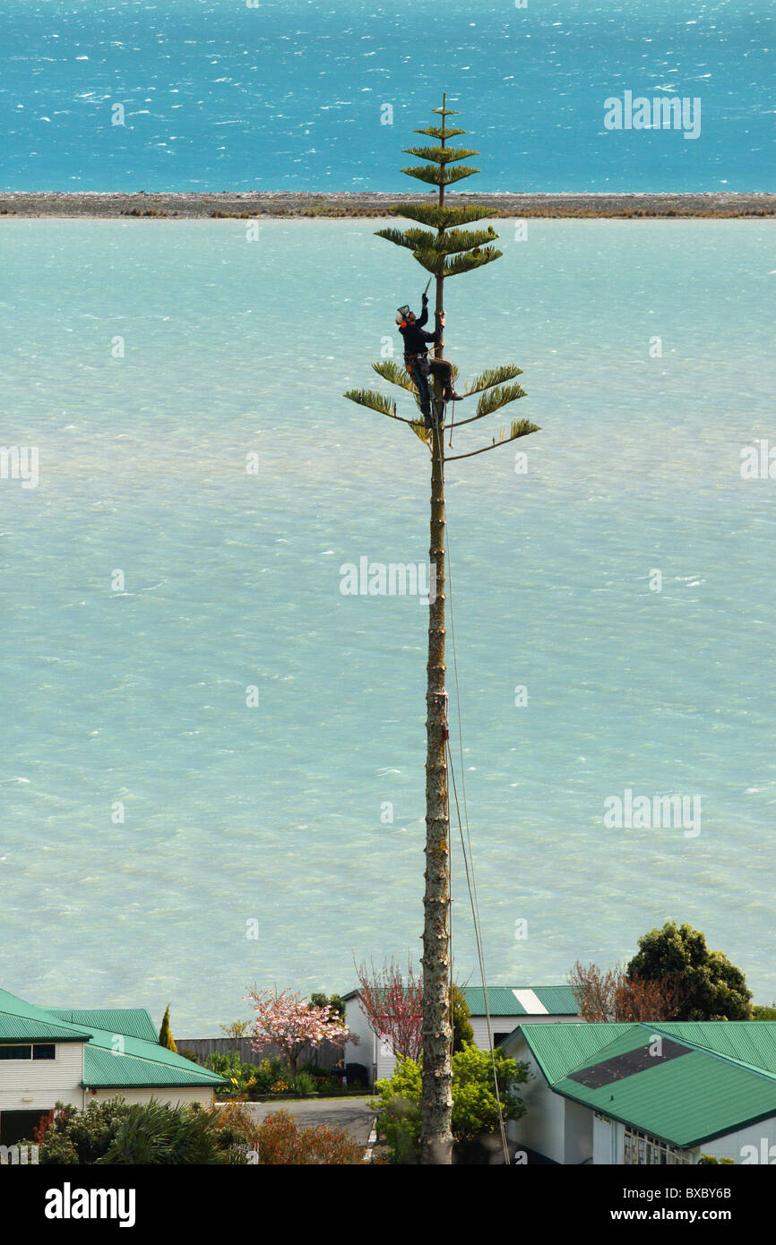 arborist cutting down a 40 year old Norfolk pine tree in Nelson, New ...