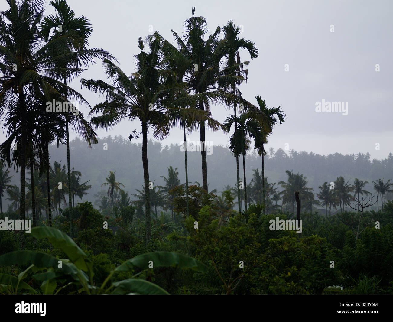 Palmtrees and mist in Bali Stock Photo - Alamy