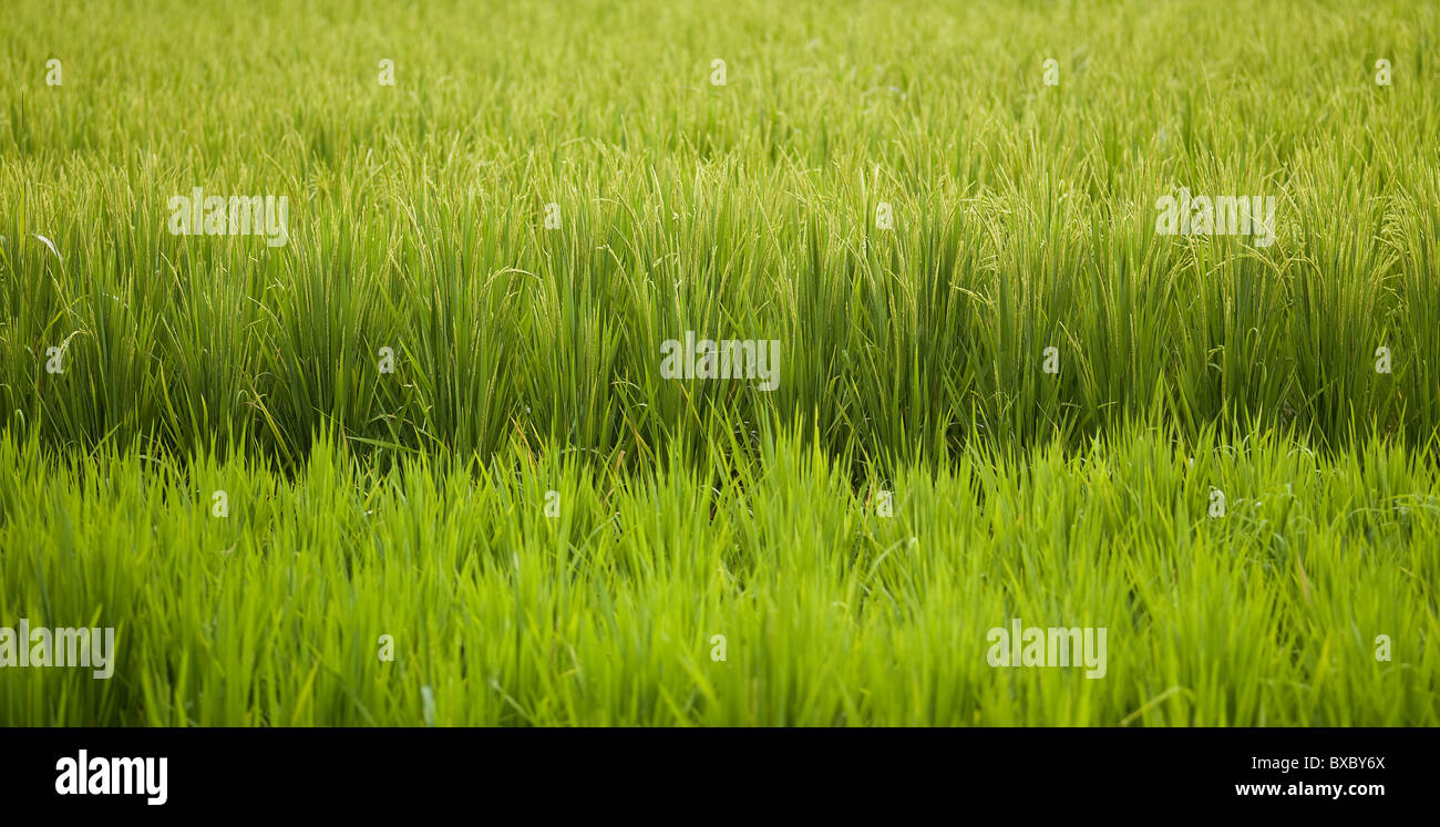 Field of crops in Bali Stock Photo - Alamy