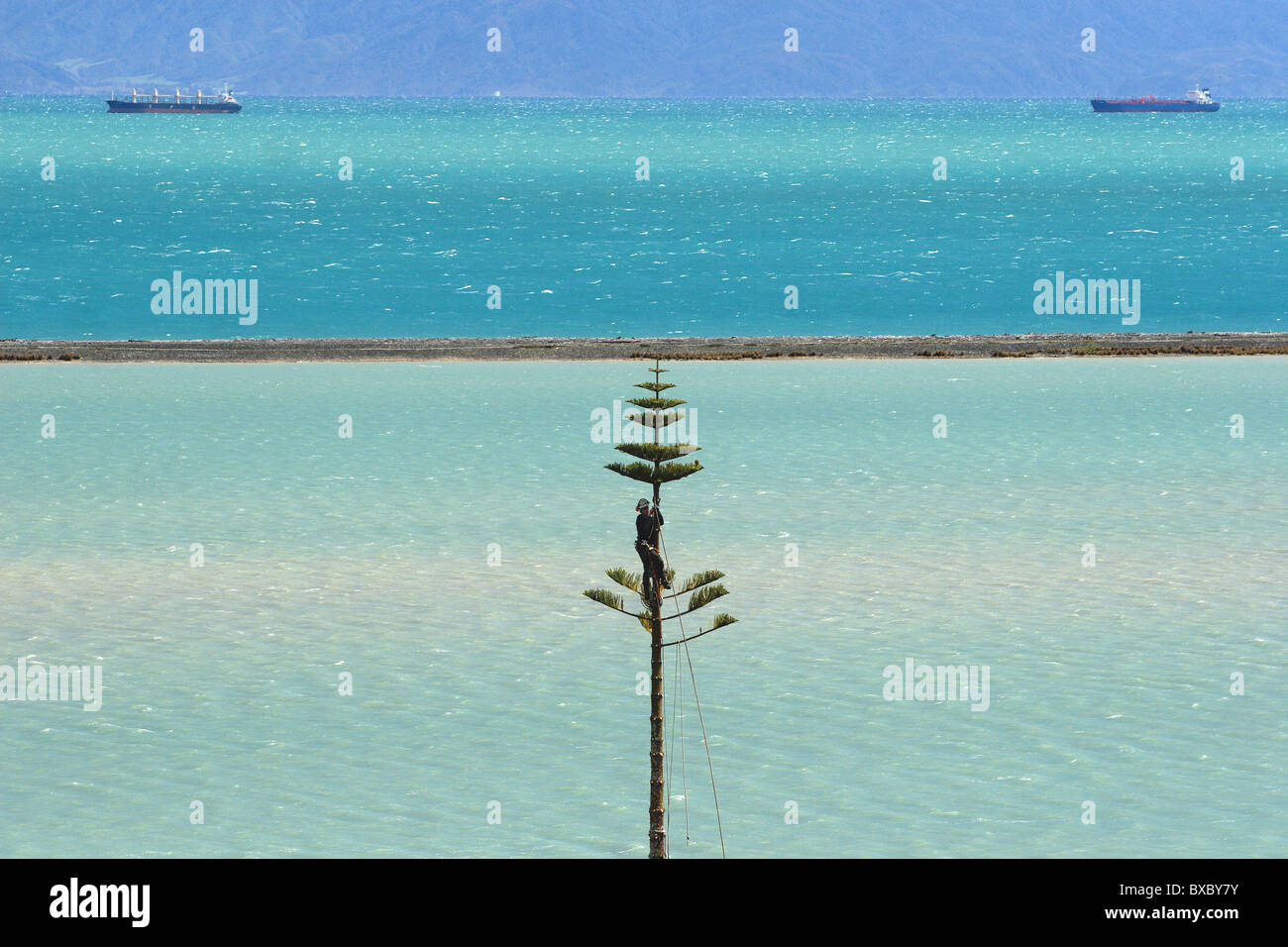 arborist cutting down a 40 year old Norfolk pine tree in Nelson, New ...