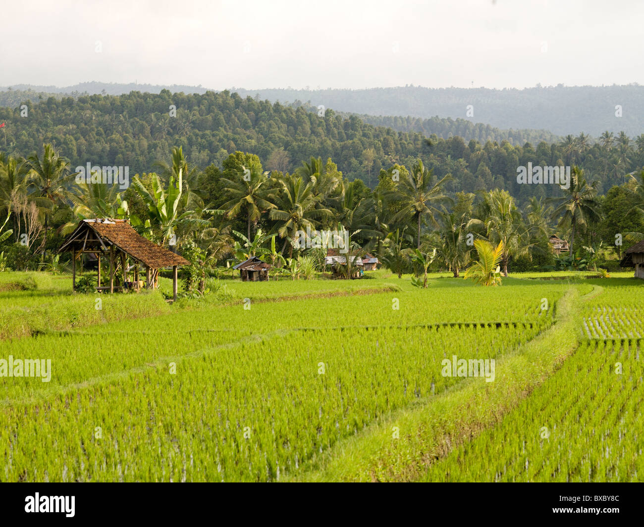 Rice fields in bali Stock Photo - Alamy