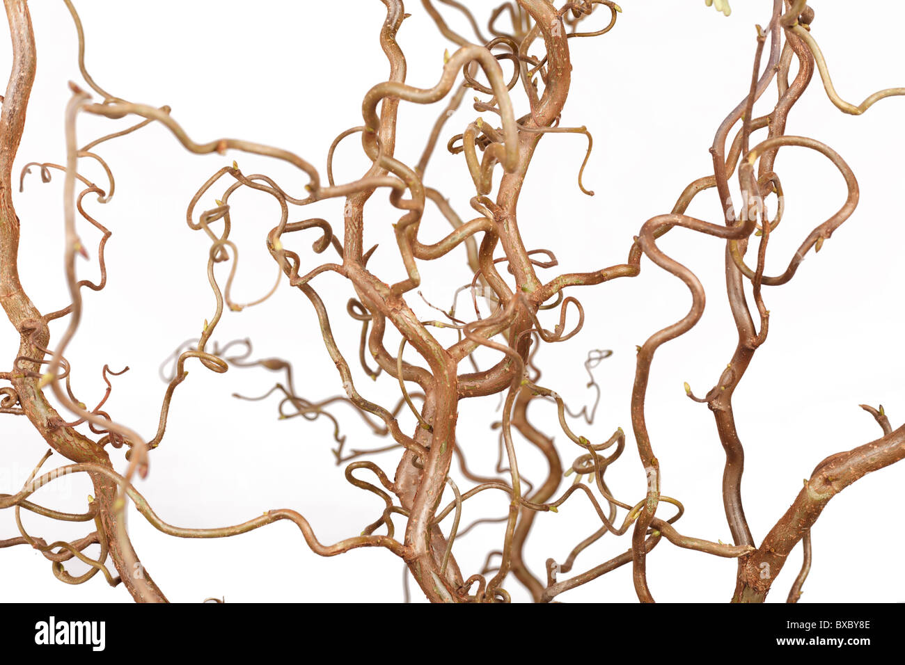 Hazel Wood Texture High Resolution Stock Photography and Images - Alamy