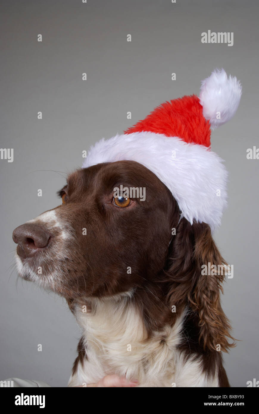 English springer spaniel wearing a santa hat Stock Photo - Alamy