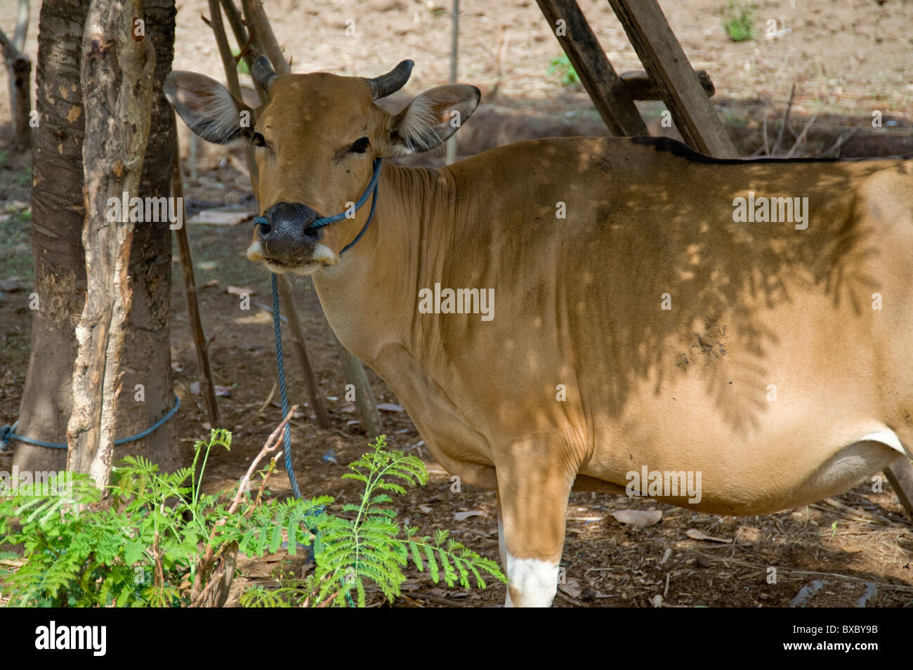 Livestock in Bali Stock Photo - Alamy