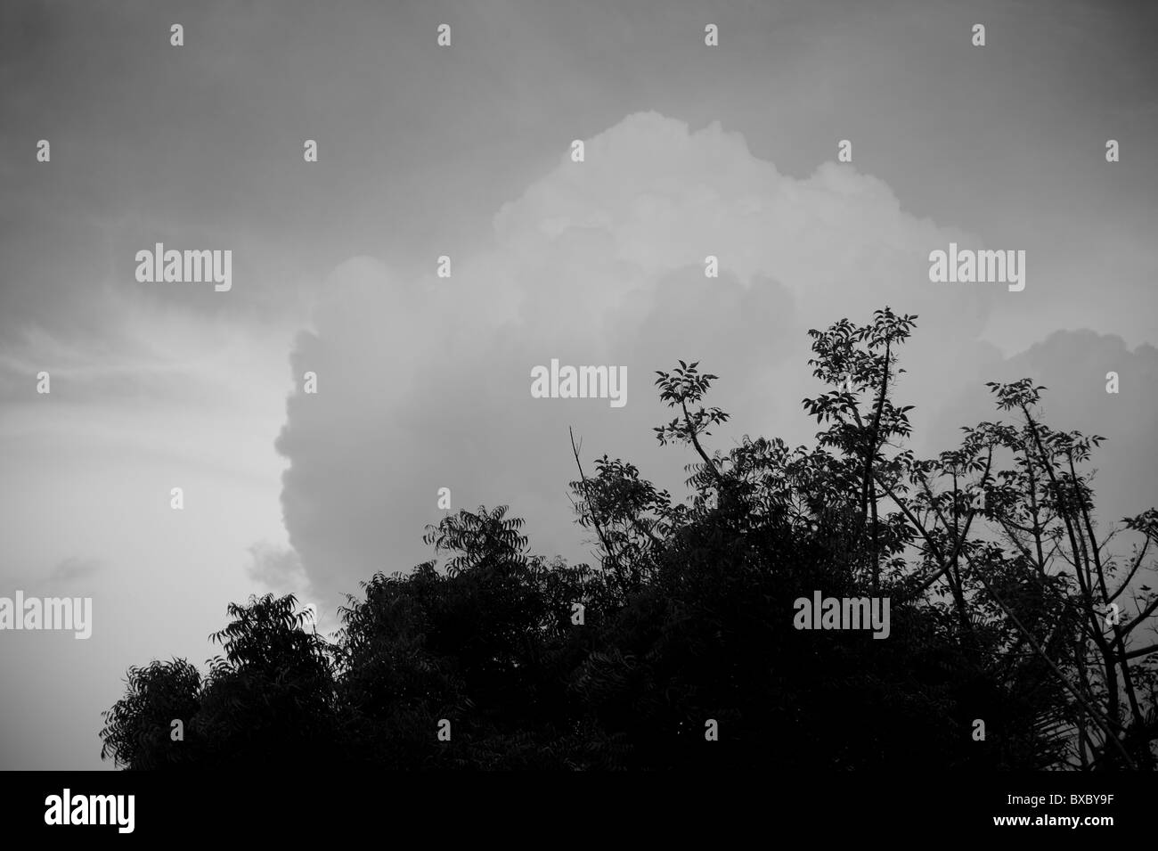 Upward view of cloud and treetops in Bali Stock Photo - Alamy