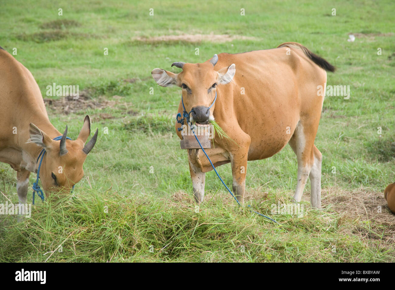 Livestock in bali hi-res stock photography and images - Alamy