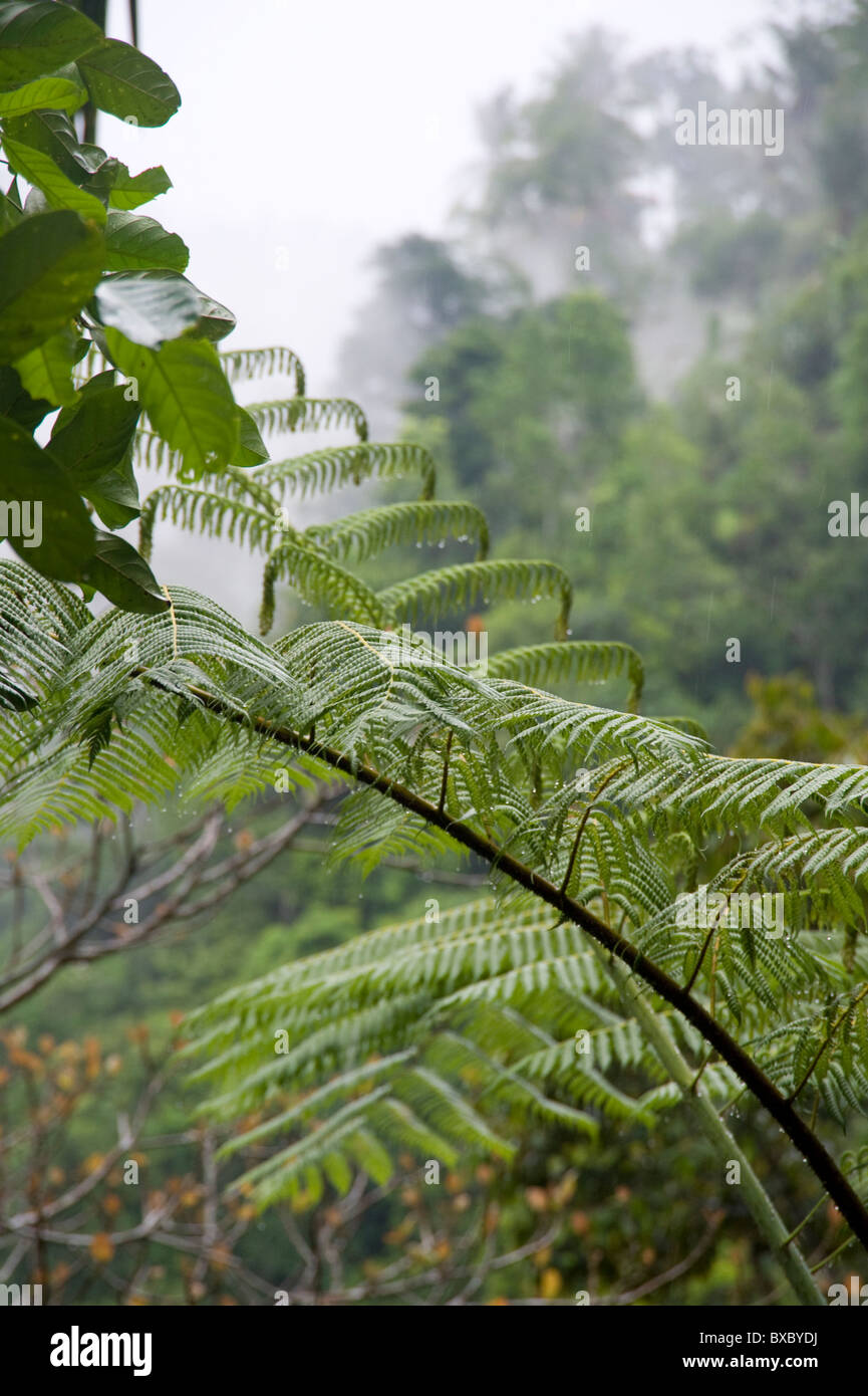 Tropical vegetation in Bali Stock Photo - Alamy
