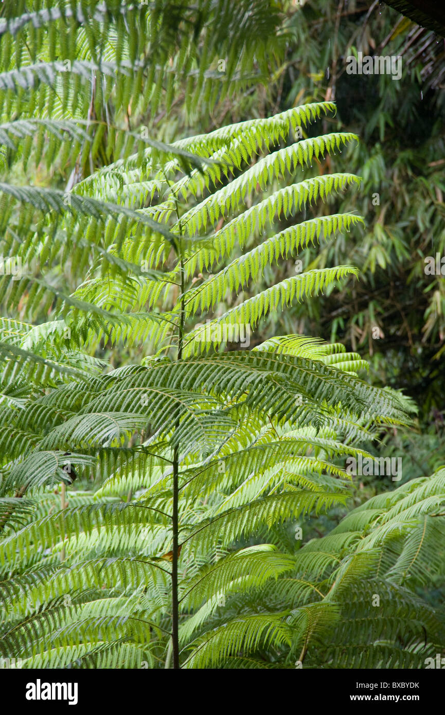 Tropical vegetation in Bali Stock Photo - Alamy