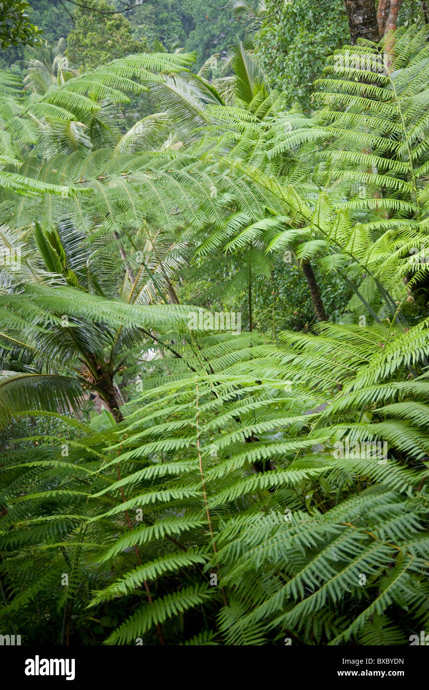 Tropical vegetation in Bali Stock Photo - Alamy