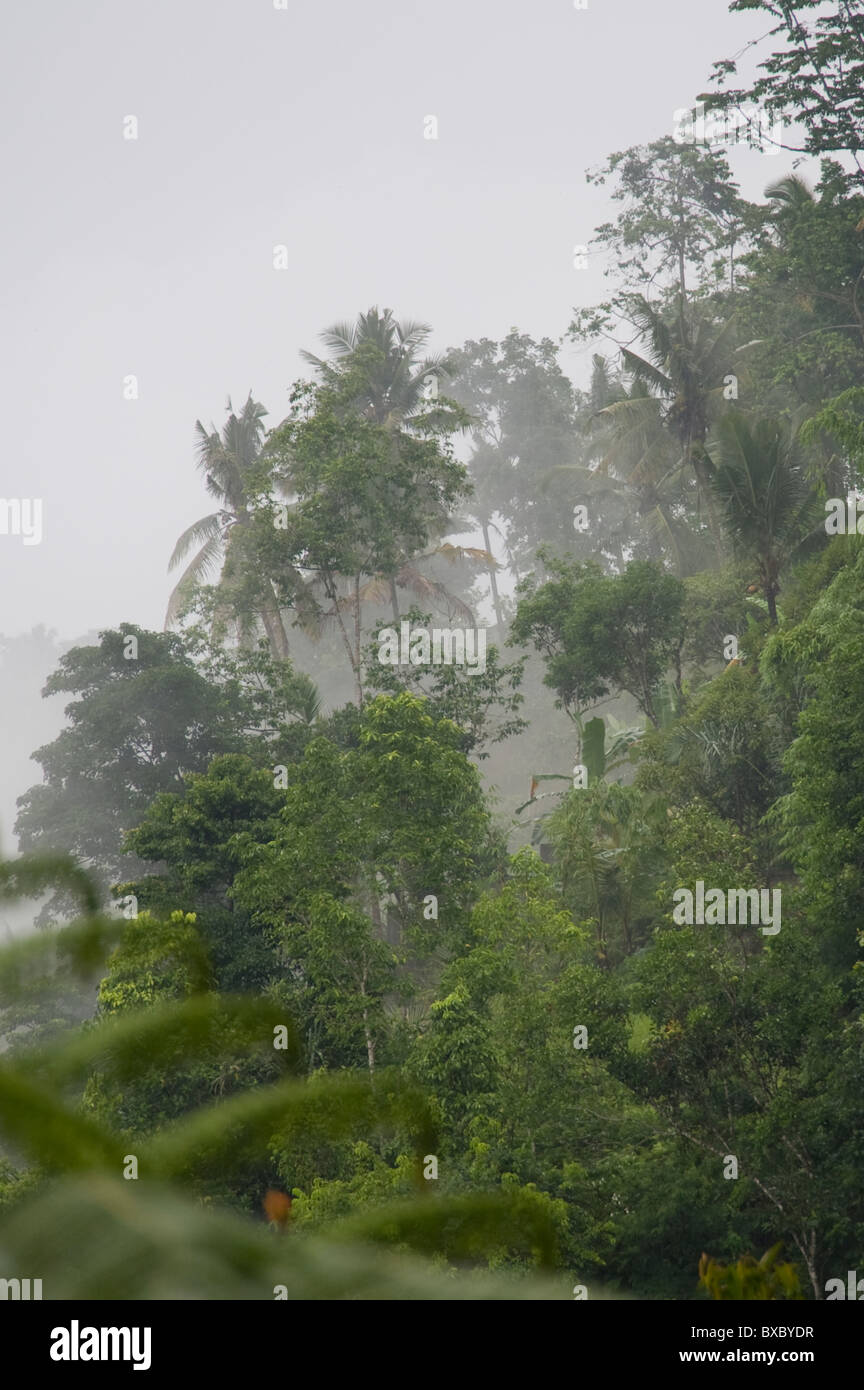 Tropical vegetation in mist in Bali Stock Photo - Alamy