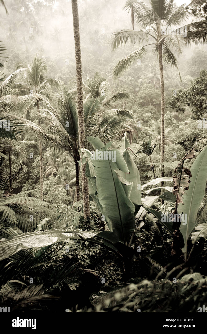 Tropical vegetation in Bali Stock Photo - Alamy