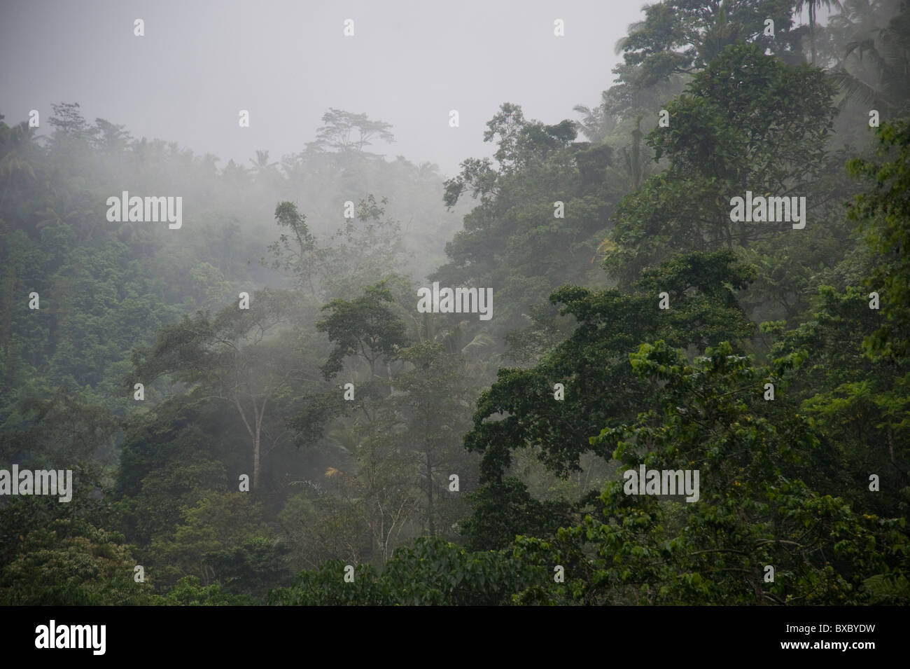 Mist over tropical vegetation in Bali Stock Photo - Alamy
