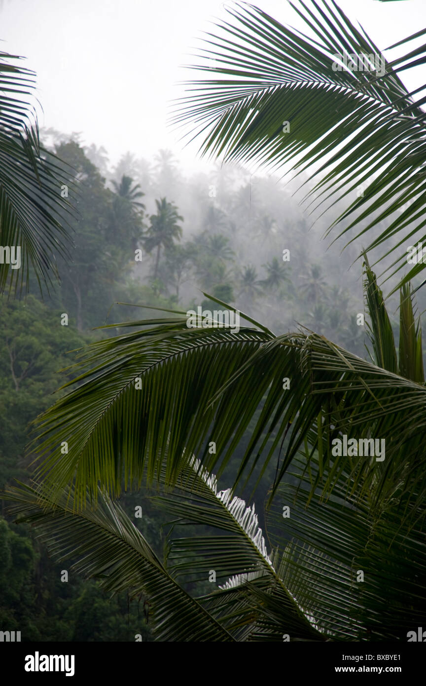 Mist over tropical vegetation in Bali Stock Photo - Alamy