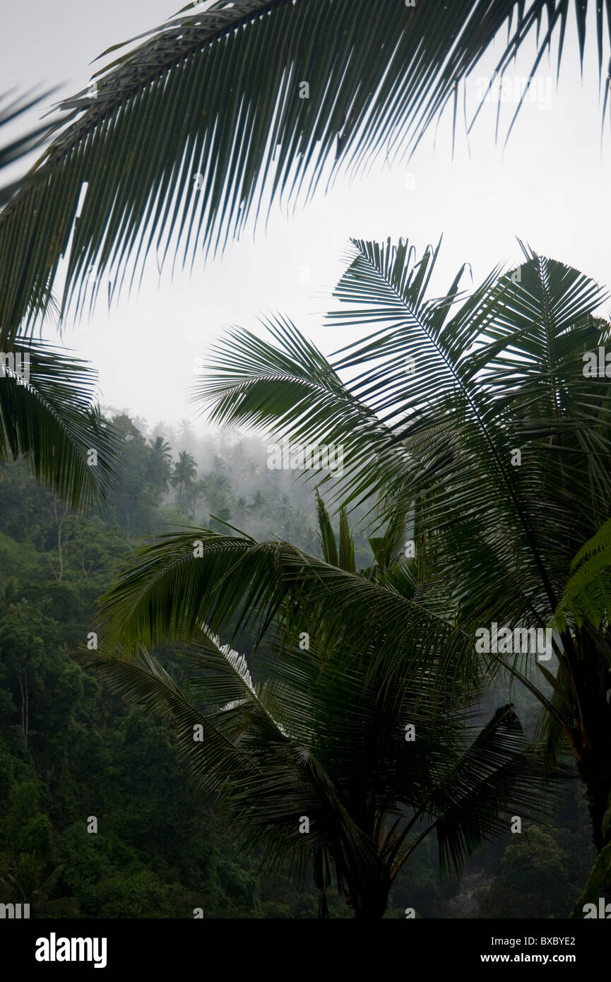 Mist over tropical vegetation in Bali Stock Photo - Alamy