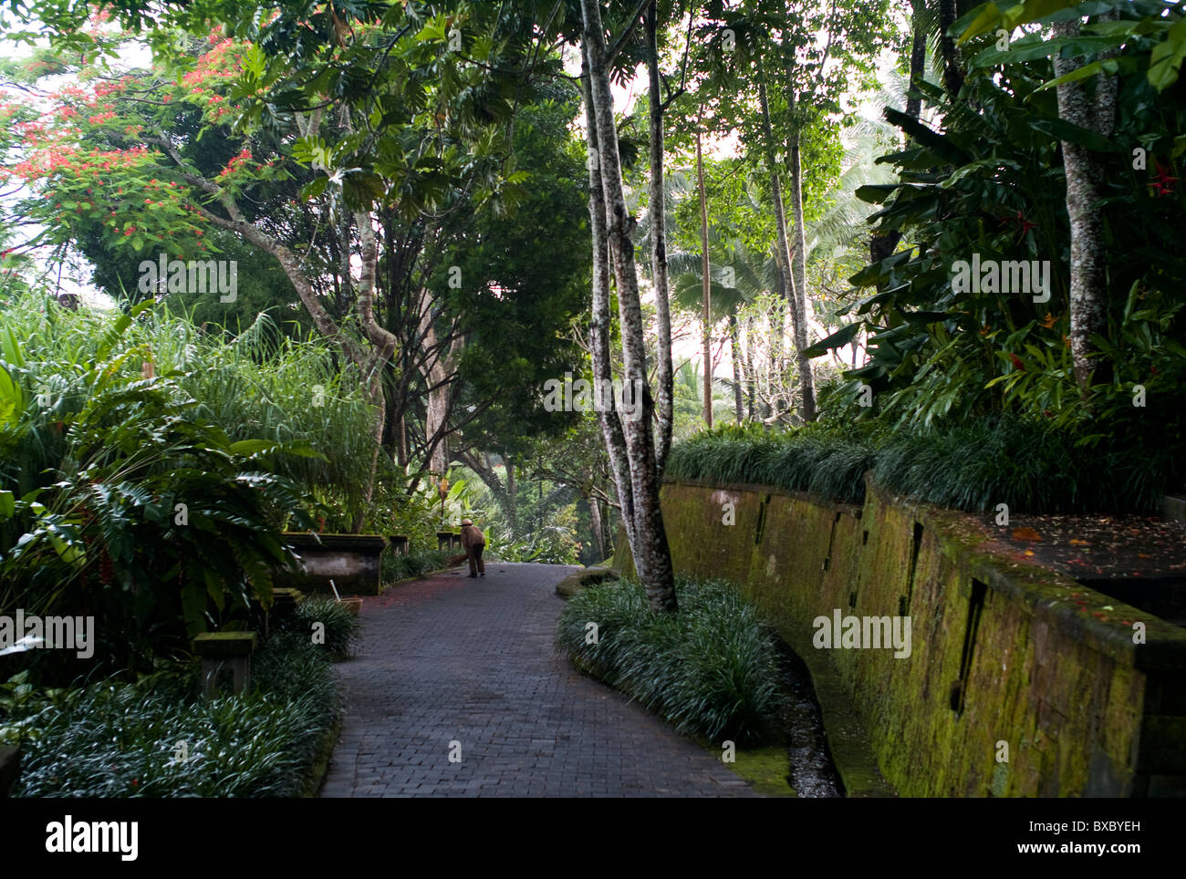 Pathway surrounded with vegetation in Bali Stock Photo - Alamy