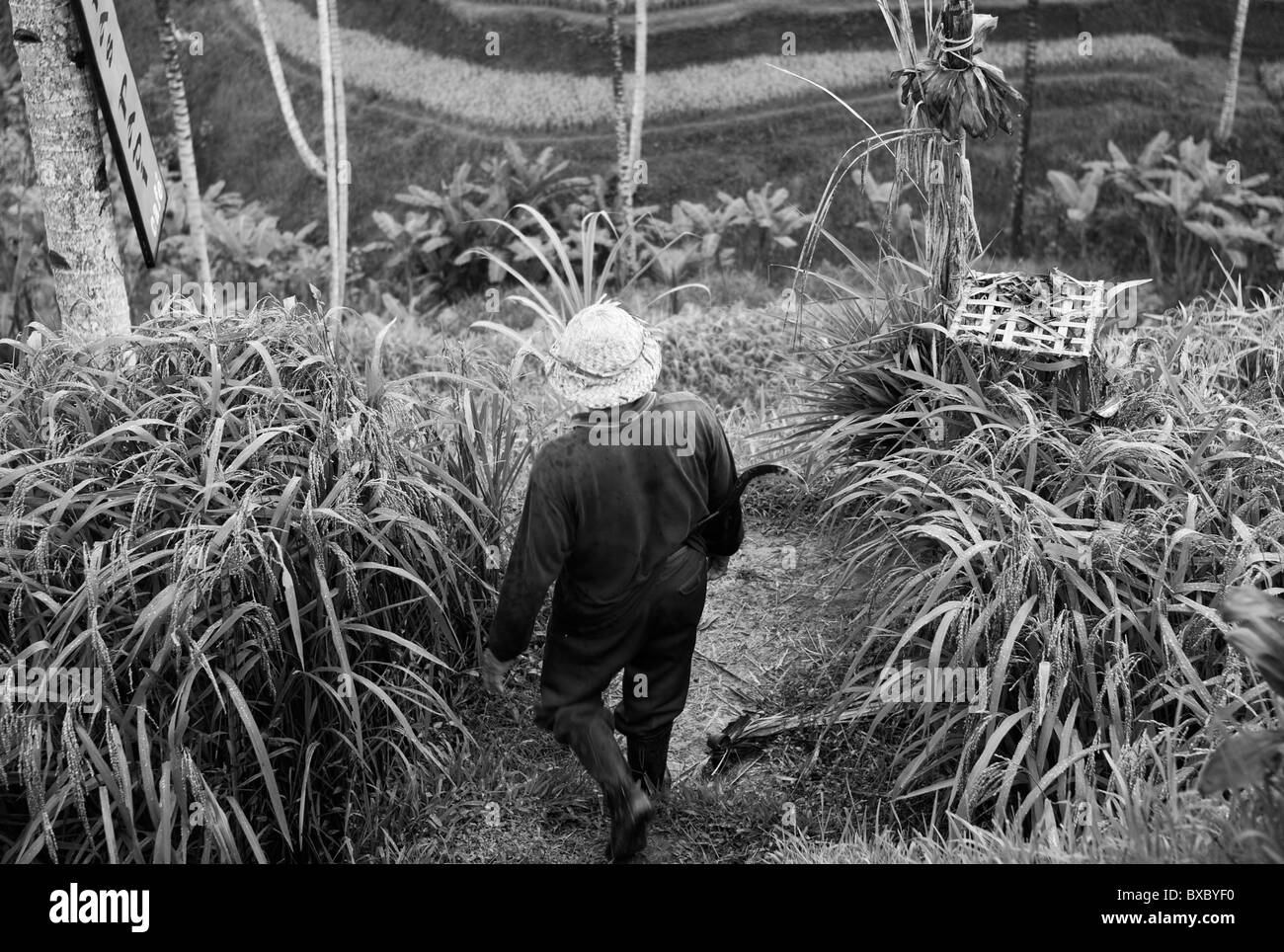 Indonesian Farmer High Resolution Stock Photography and Images - Alamy