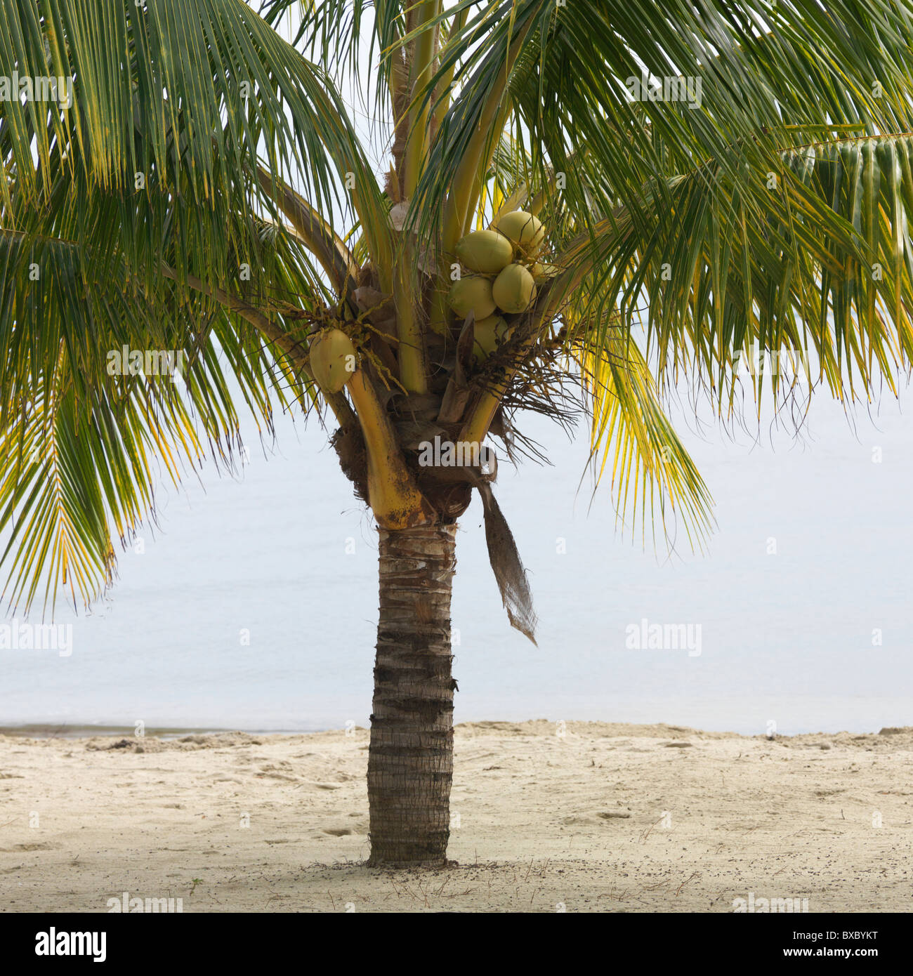 Coconut palm tree belize hi-res stock photography and images - Alamy
