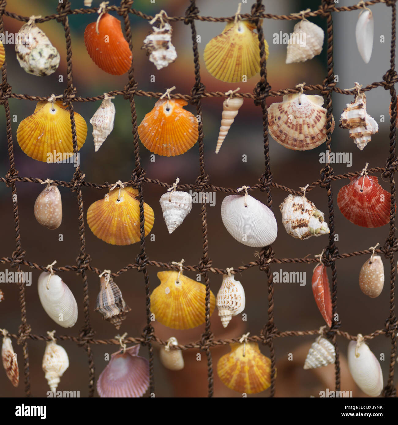 Central shells hi-res stock photography and images - Alamy