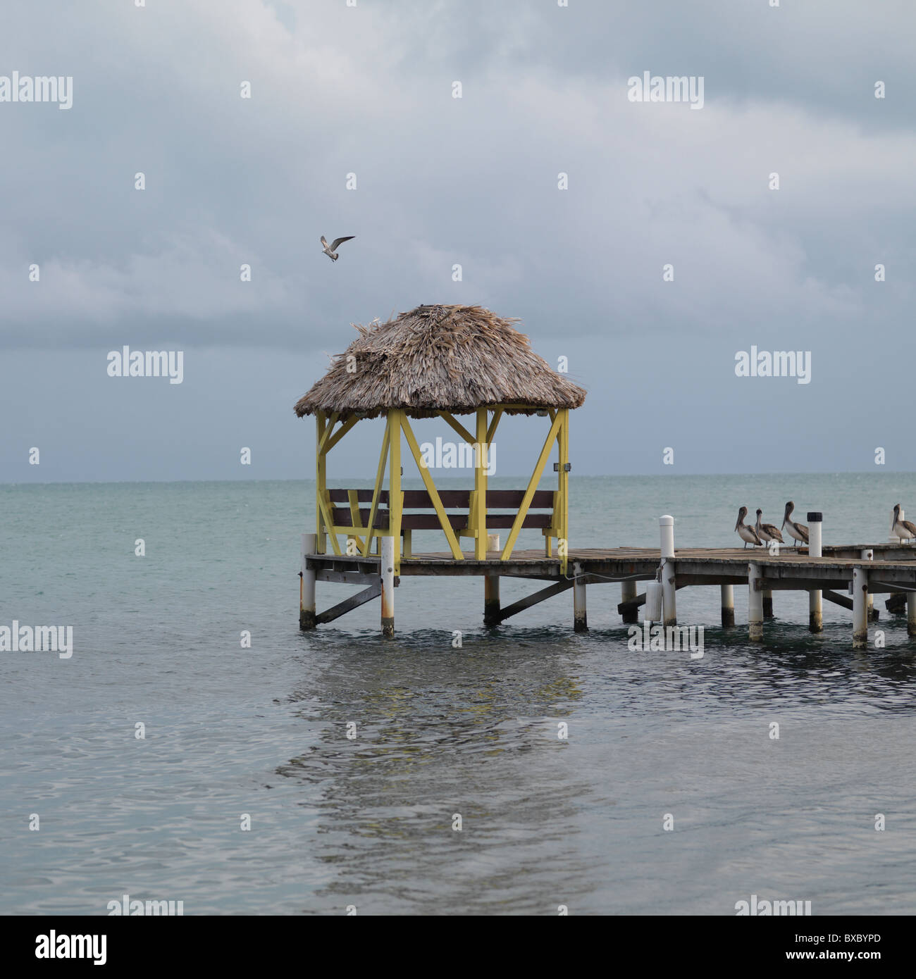 Birds of belize hi-res stock photography and images - Alamy