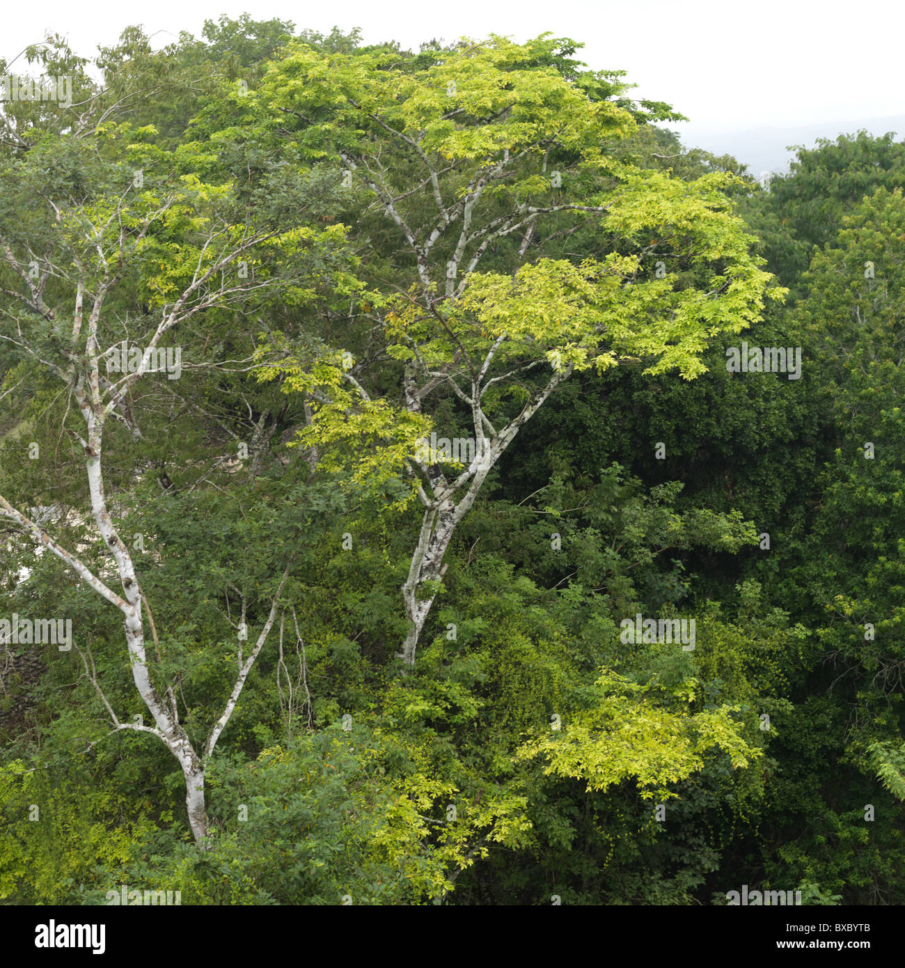 Cayo belize jungle hi-res stock photography and images - Alamy
