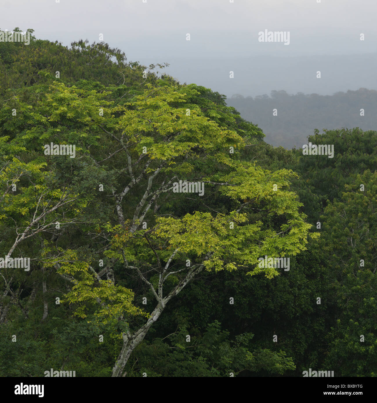 Belize botany hi-res stock photography and images - Alamy