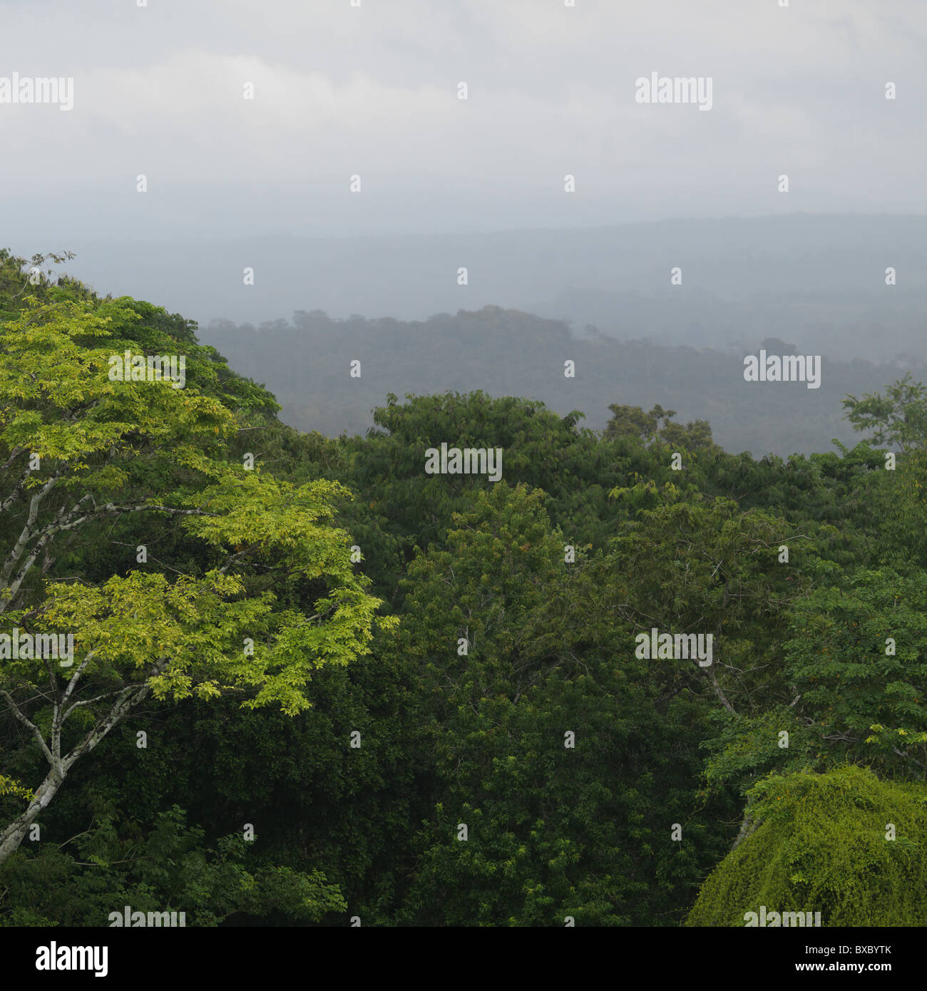 Cayo belize jungle hi-res stock photography and images - Alamy