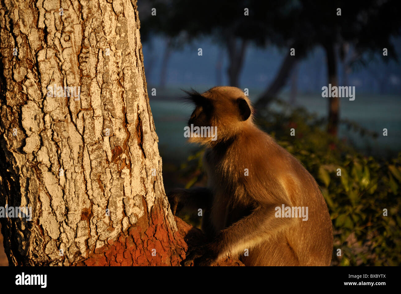 Black face monkey india hi-res stock photography and images - Alamy