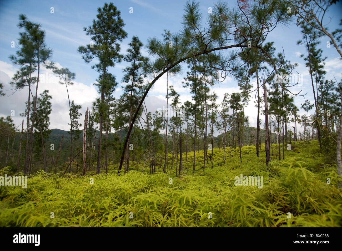 Green hills belize hi-res stock photography and images - Alamy