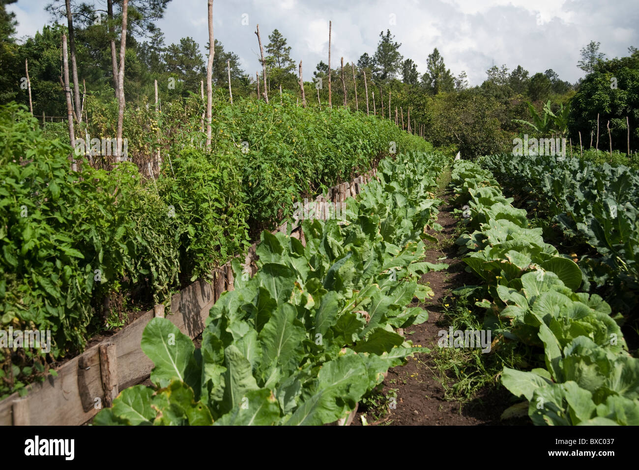 Belize agriculture hi-res stock photography and images - Alamy