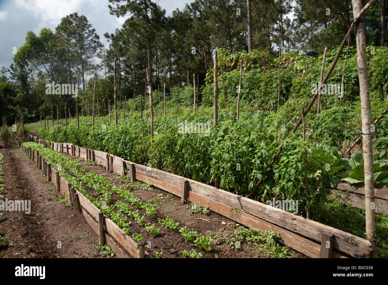 Belize Agriculture High Resolution Stock Photography and Images - Alamy