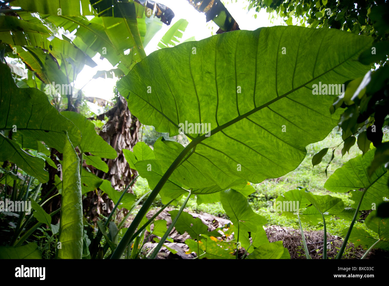 Trees of belize hi-res stock photography and images - Alamy