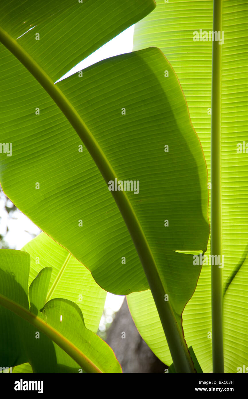 Belize Maya Forest Reserve High Resolution Stock Photography and Images ...