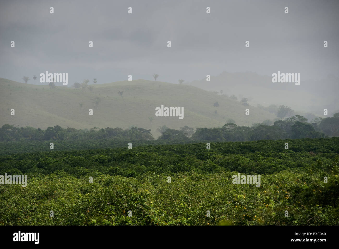 Green hills belize hi-res stock photography and images - Alamy