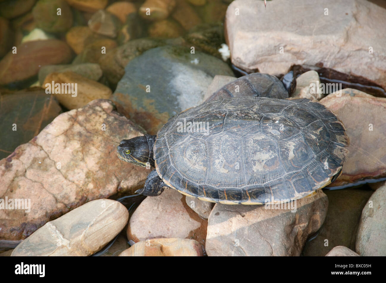 Belize rock hi-res stock photography and images - Alamy