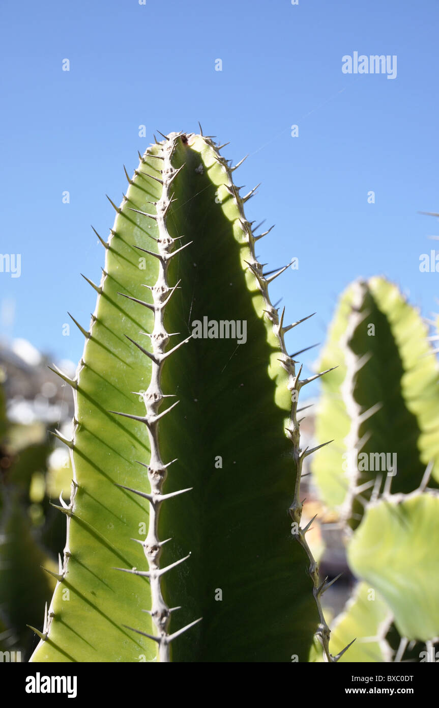 Cactus sticker hi-res stock photography and images - Alamy