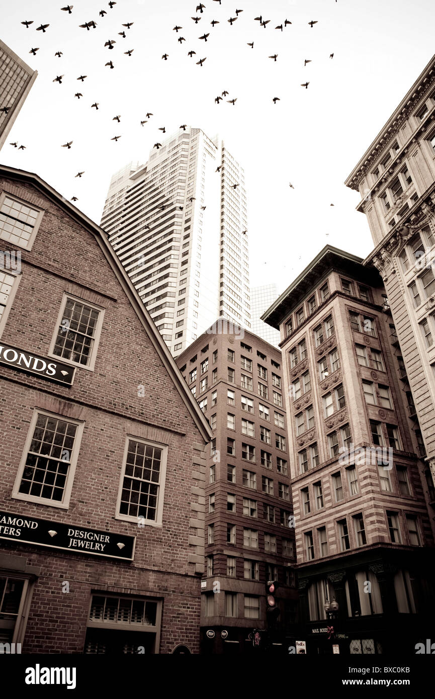 Boston birds hi-res stock photography and images - Alamy