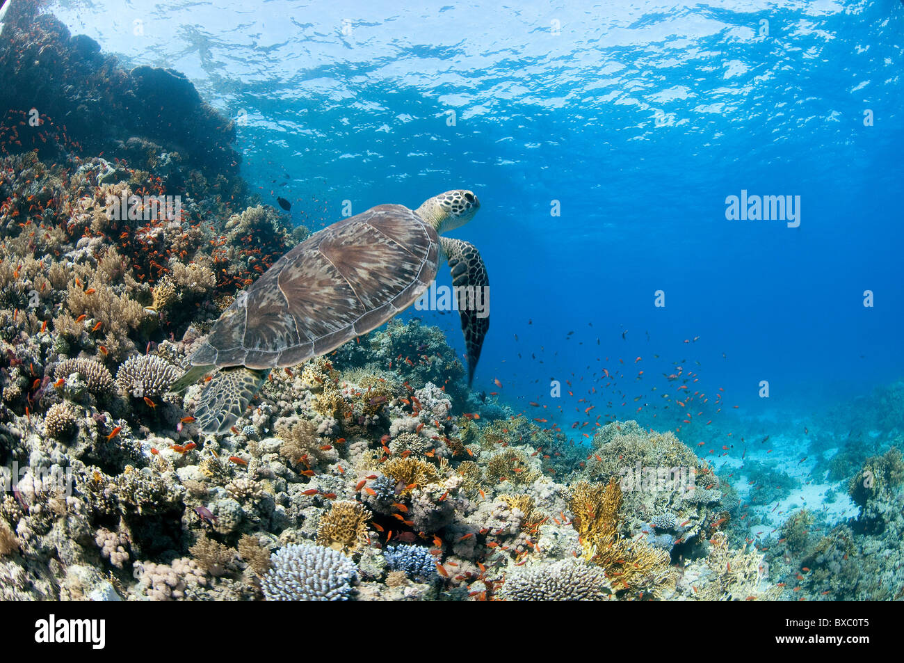 Deepsea species hi-res stock photography and images - Alamy