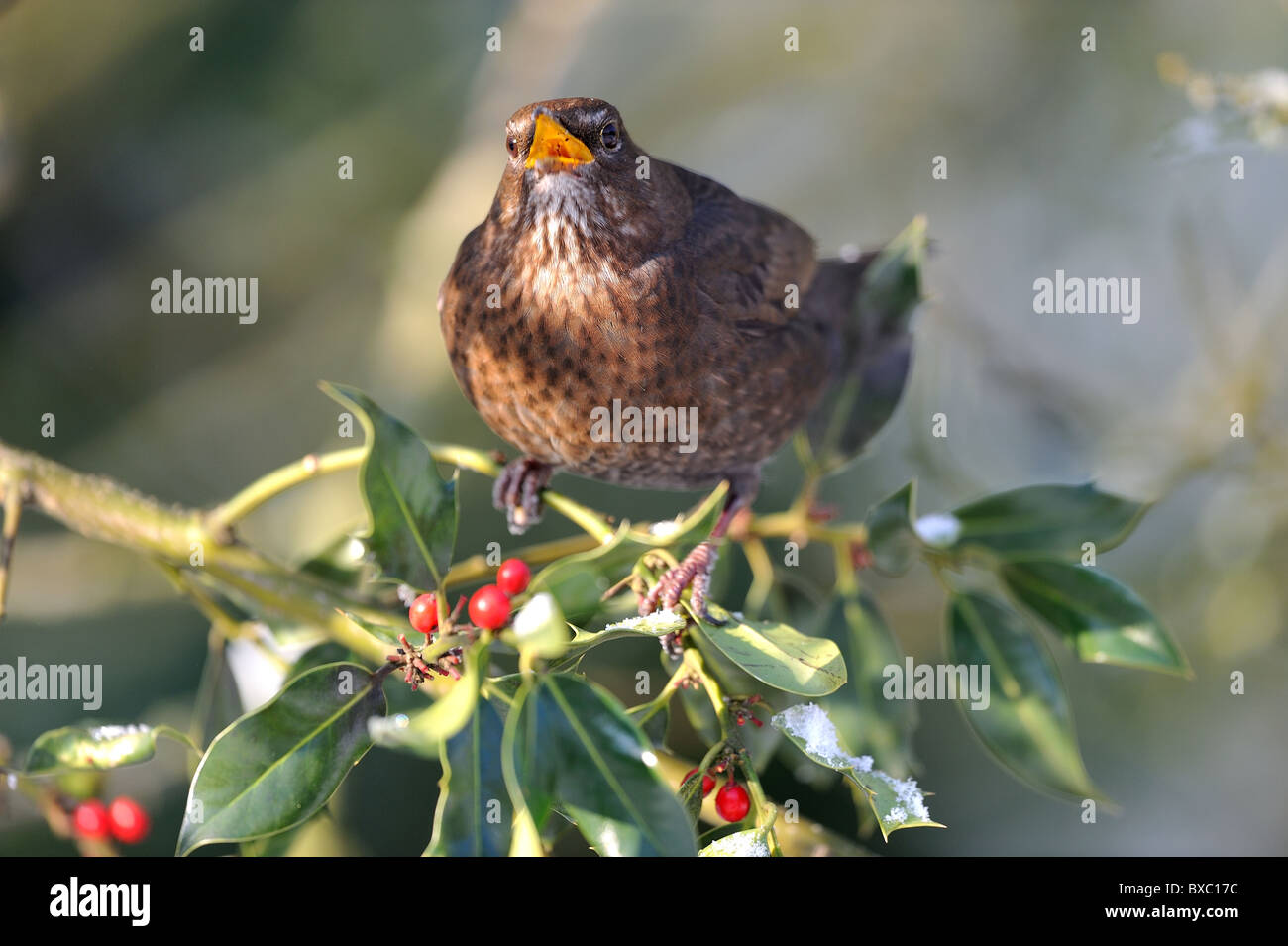 Berries holly black bird hi-res stock photography and images - Alamy