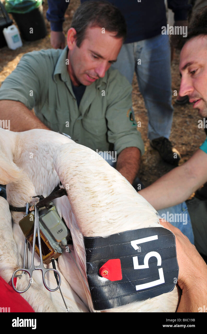 Bird tracking device hi-res stock photography and images - Alamy