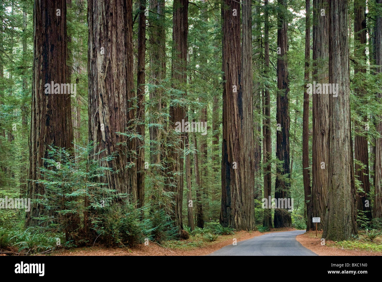 Redwood trees at Rockefeller Forest at Humboldt Redwoods State Park ...